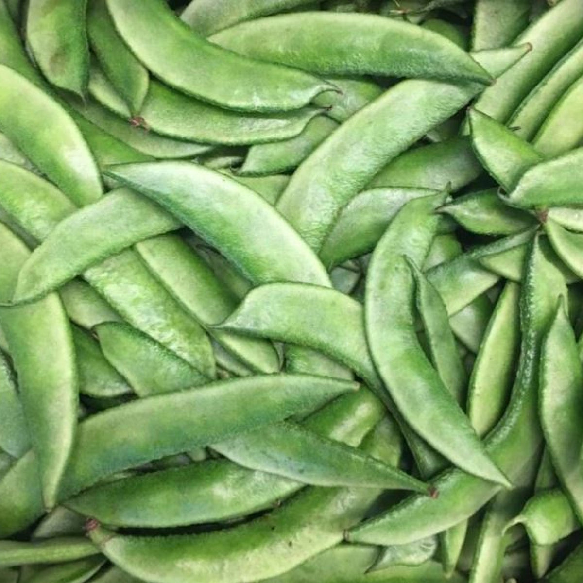 Order Fresh Indian Pedda Chikkudukaya Online – Spicebazar