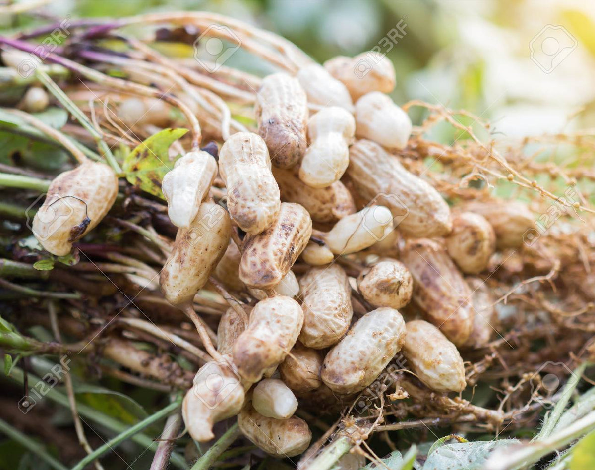 Order Raw and Fresh Groundnuts Online in London UK – Spicebazar