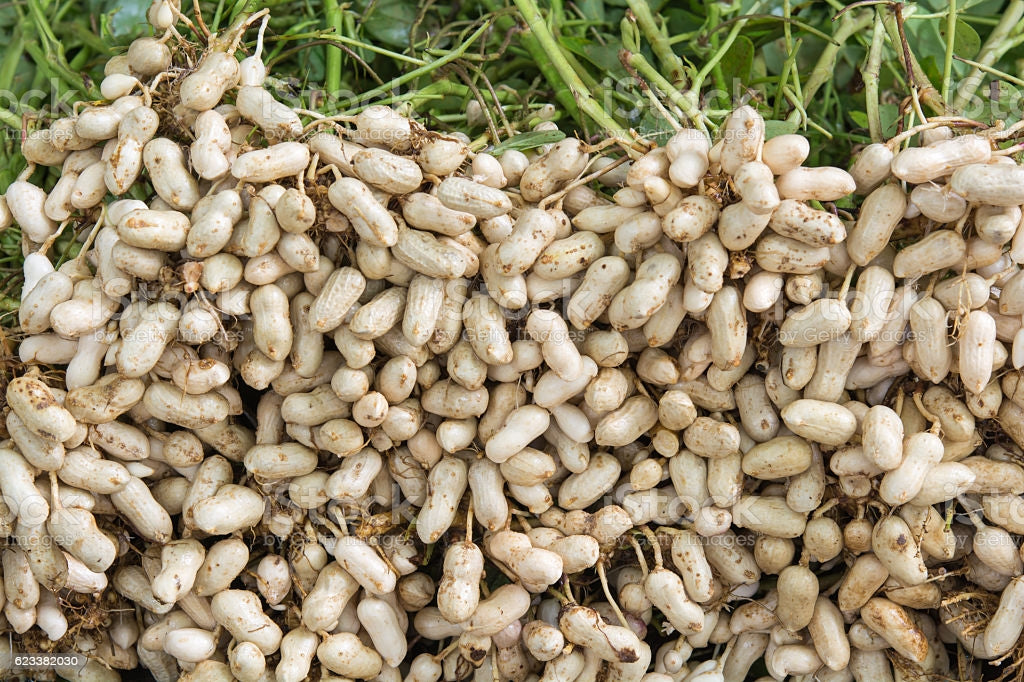 Order Raw and Fresh Groundnuts Online in London UK – Spicebazar